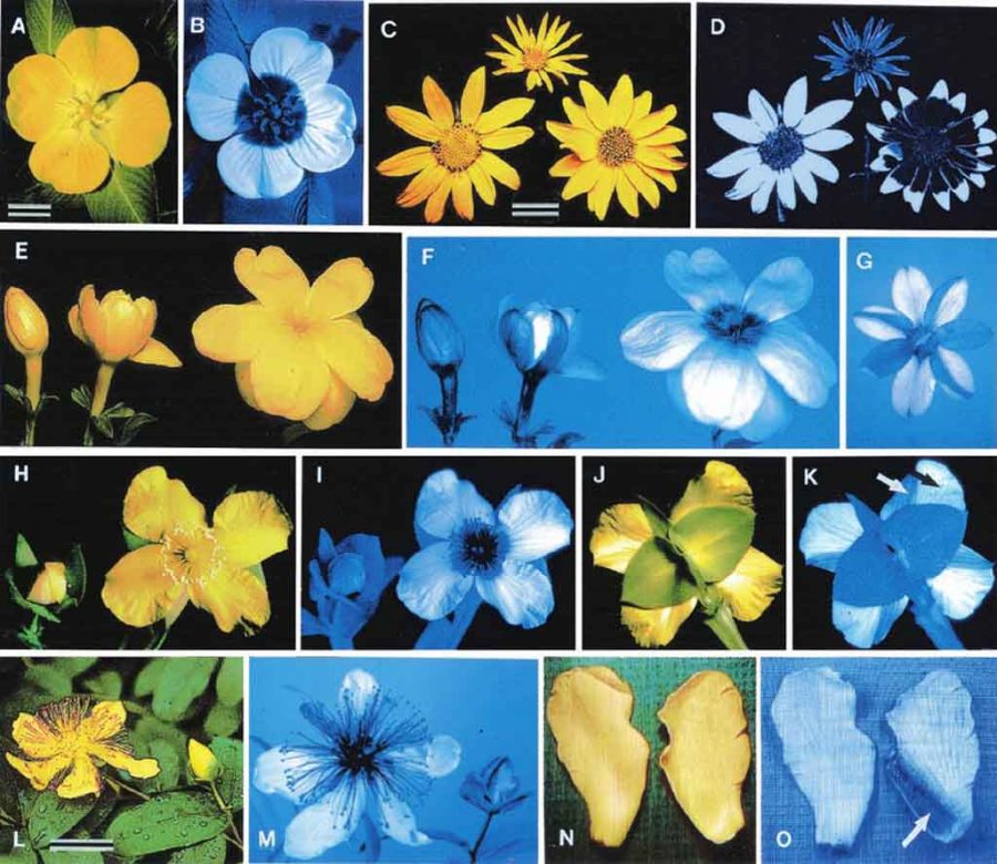 Los colores de las flores están cambiando en respuesta al cambio climático