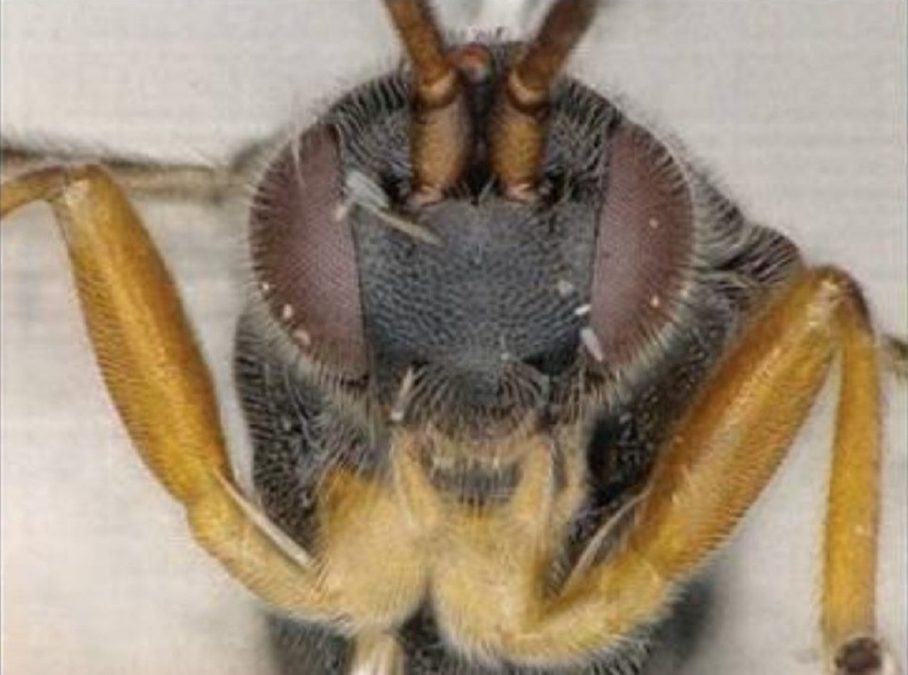 «Godzilla»: la nueva avispa descubierta por un grupo de científicos en ...