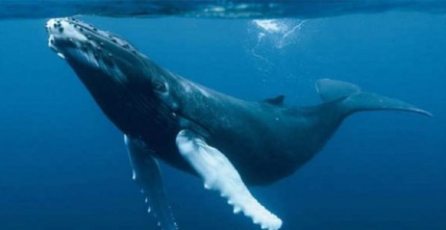 Descubren una nueva especie de ballena barbada en el Golfo de México
