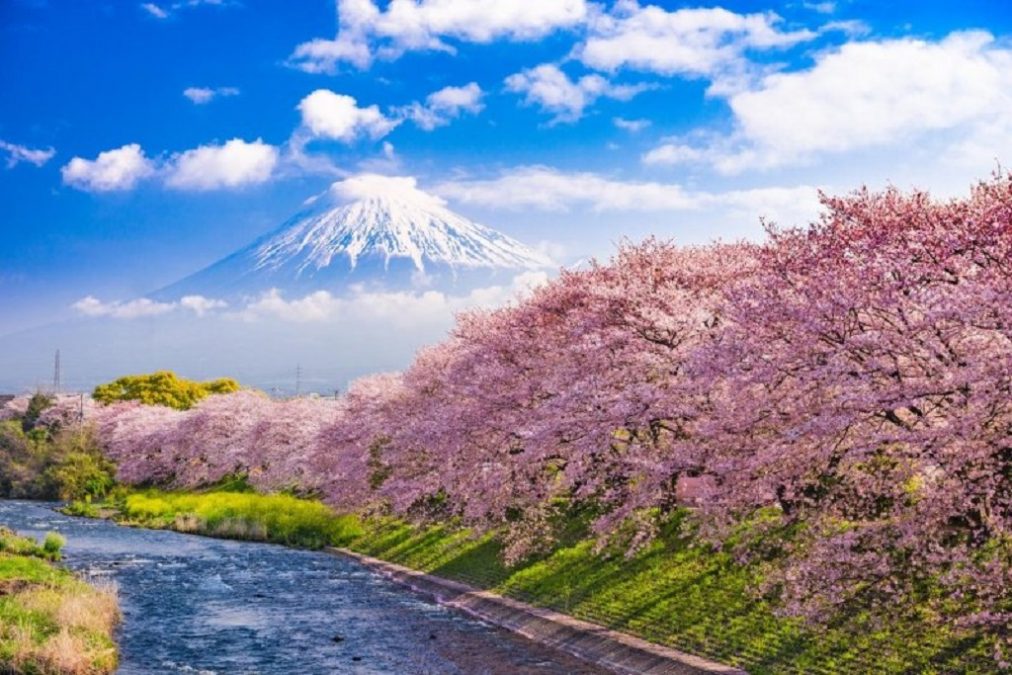 Japón registra la floración de cerezos más temprana en mil 200 años